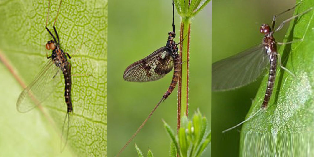Three Generations Of Mayflies Remember Life Under Press Secretary ...